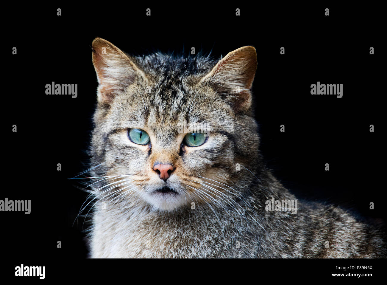 Wild cat wil hi-res stock photography and images - Alamy