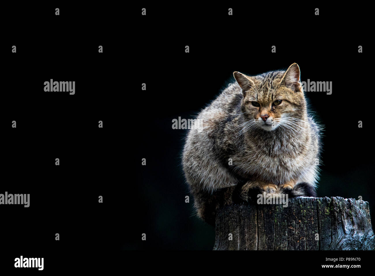 Wil cat hi-res stock photography and images - Alamy