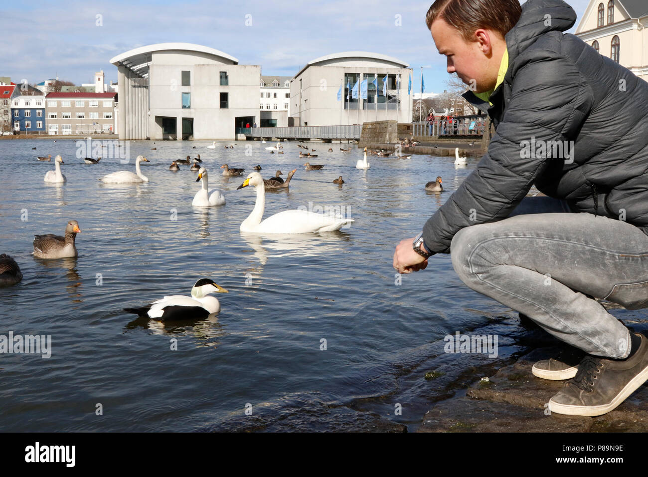 Eider feeding hi-res stock photography and images - Alamy