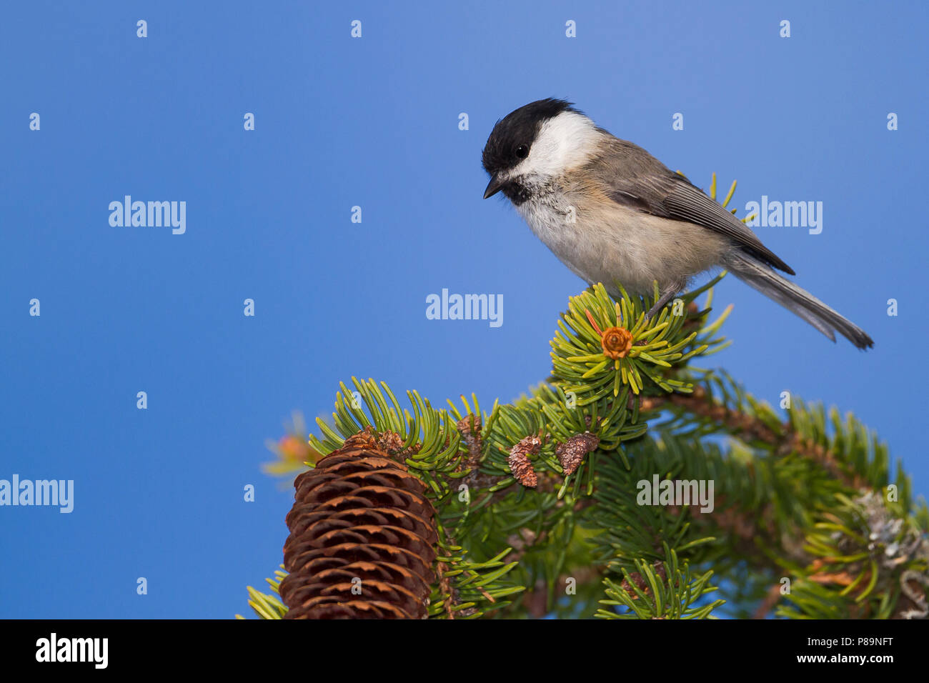 Willow Tit - Weidenmeise - Poecile montanus ssp. montanus, Austria ...