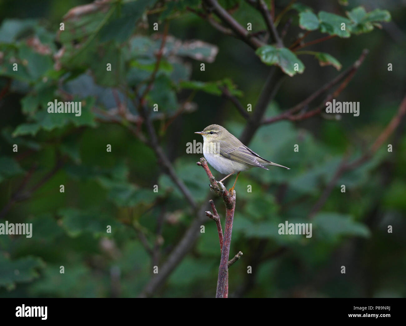 Willow Warbler (Phylloscopus trochilus) during autumn migration on the ...