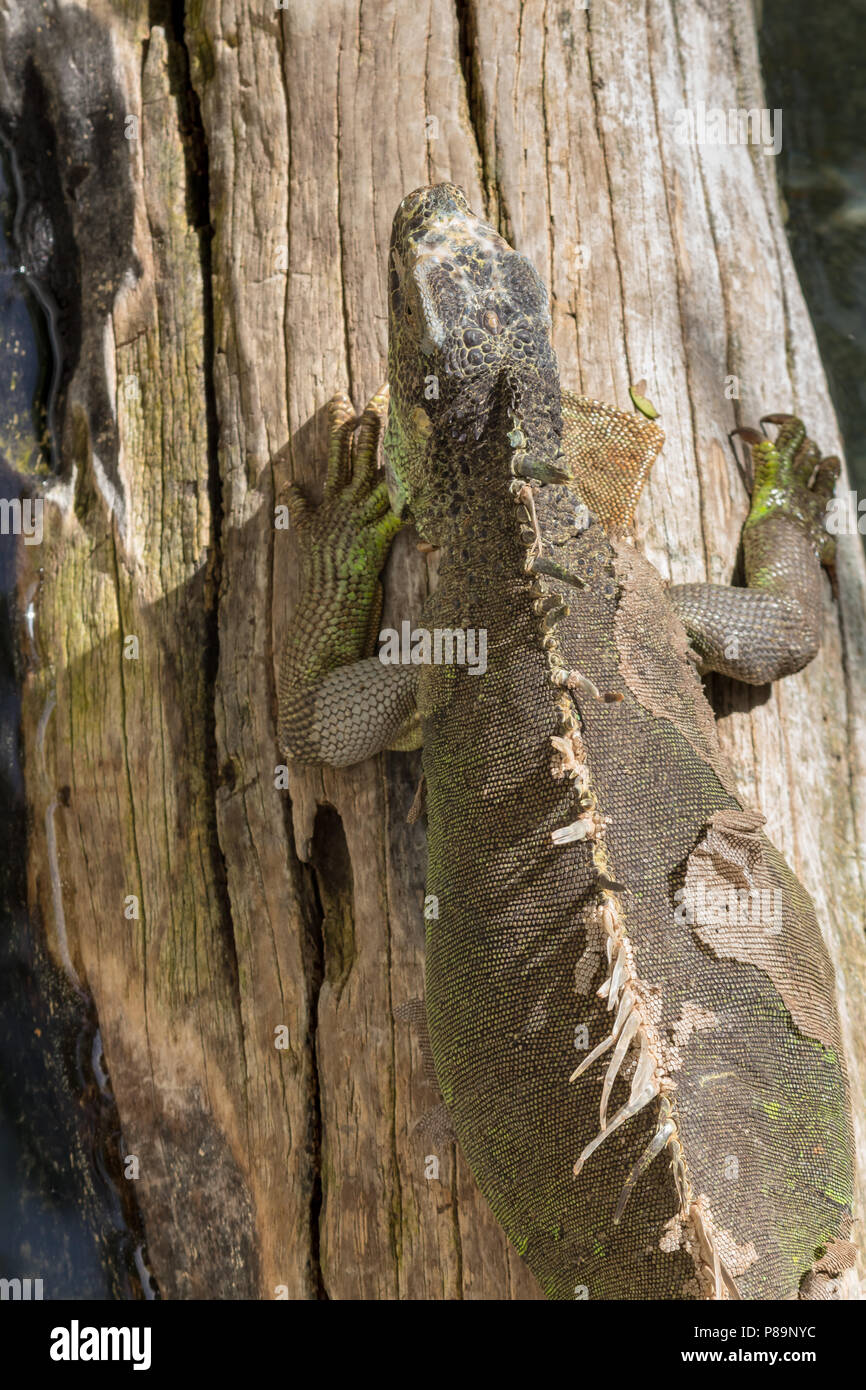 The American iguana is a large, arboreal, mostly herbivorous species of ...