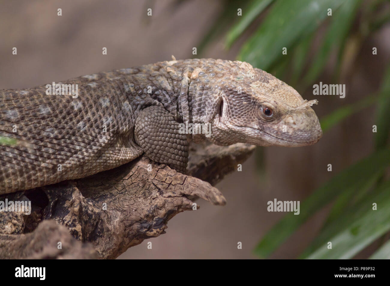 Mexican beaded lizard hi-res stock photography and images - Alamy