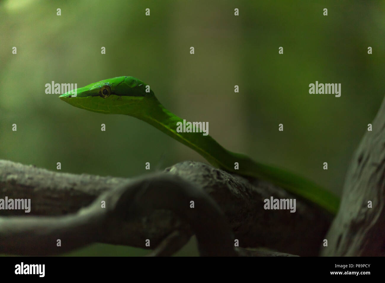 Oxybelis fulgidus, aka the green vine snake or the flatbread snake. It ...