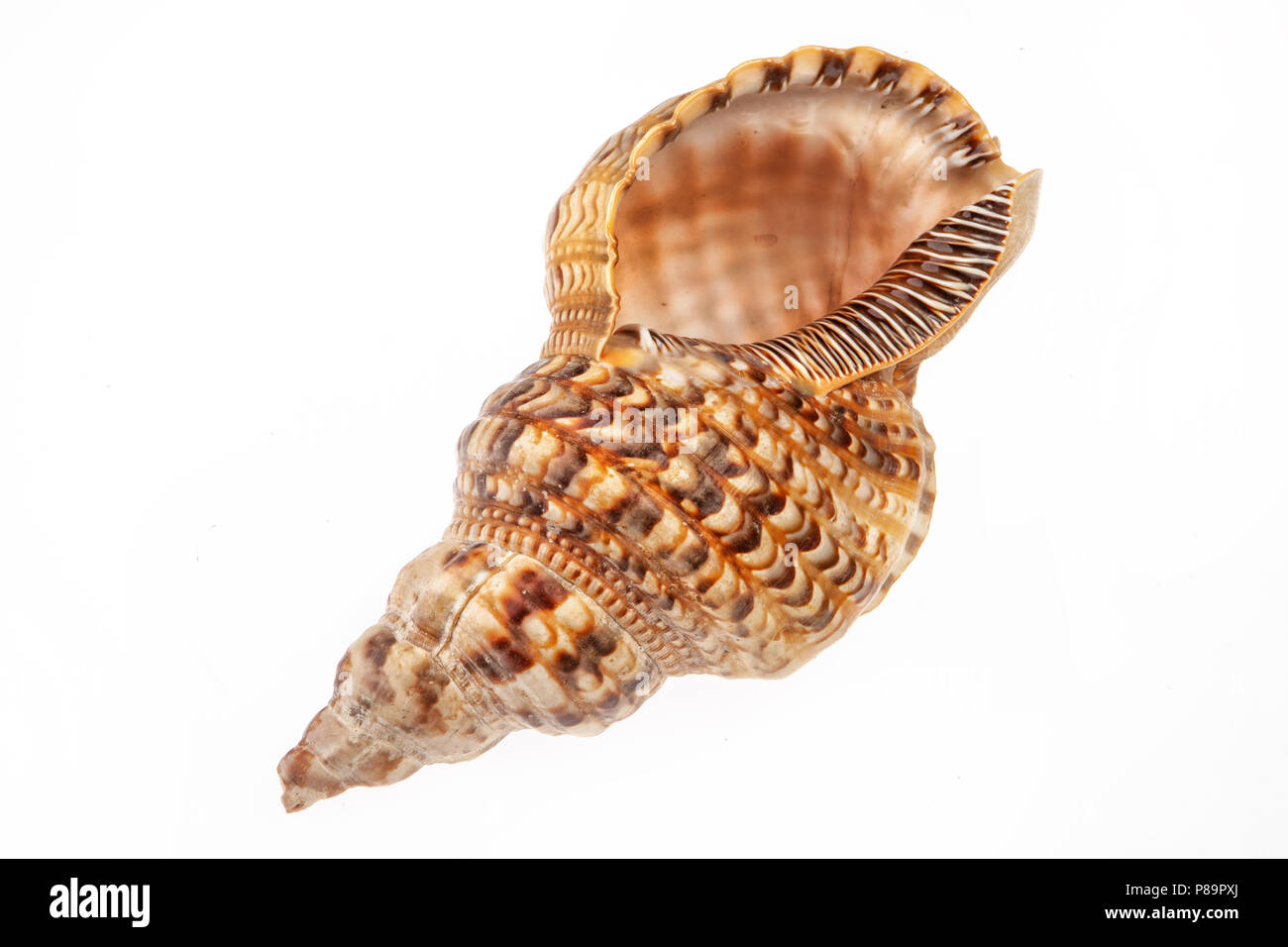 Big sea shell on an isolated studio background Stock Photo - Alamy