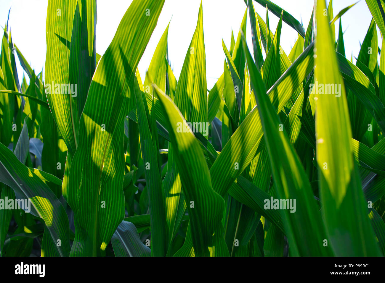 Corn leaves hi-res stock photography and images - Alamy