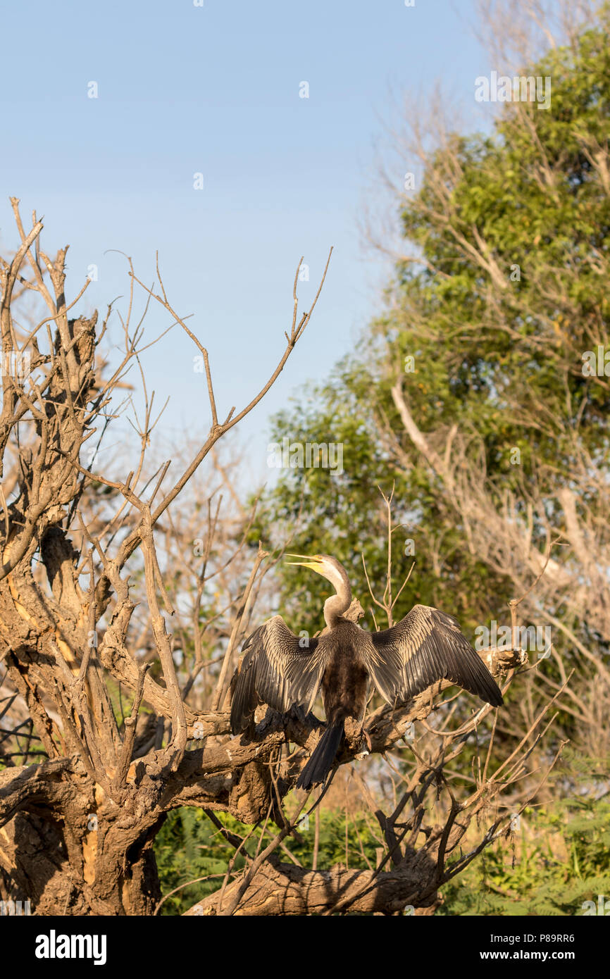 Australasian Darter drying its wings at Corroboree Billabong, Mary ...