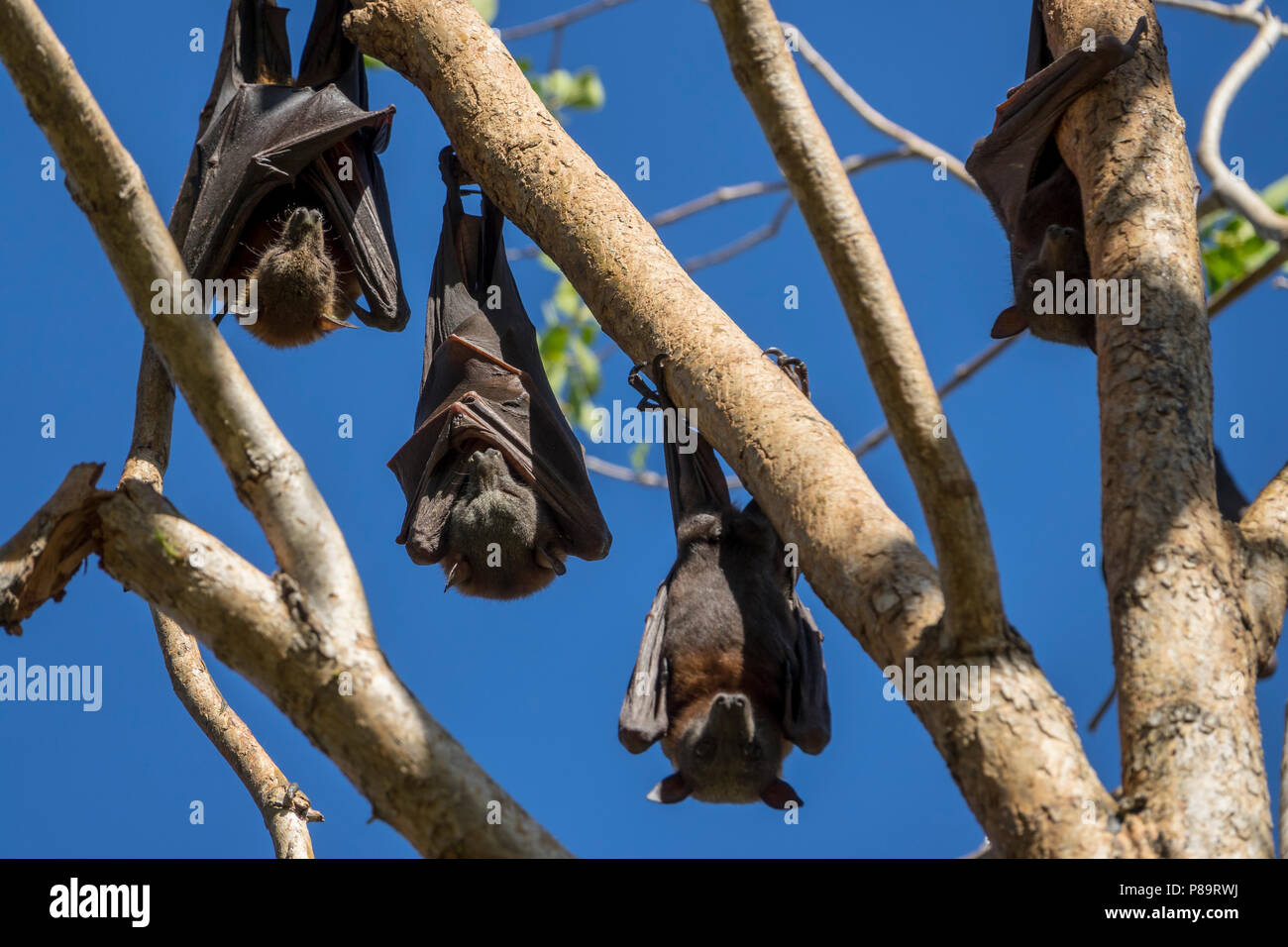 Little red flying foxes or also known as fruit bats roosting in trees ...