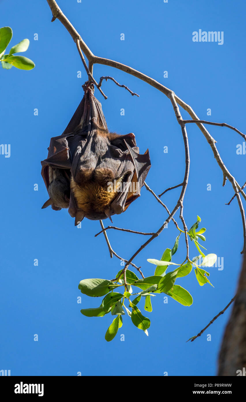 Megachiroptera hi-res stock photography and images - Alamy