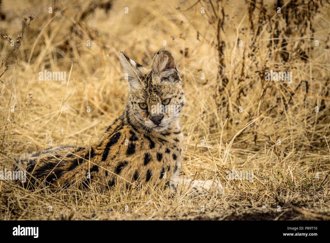 Serval cat face hi-res stock photography and images - Alamy