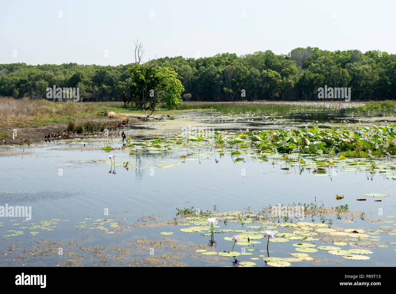 Fogg dam hi-res stock photography and images - Alamy