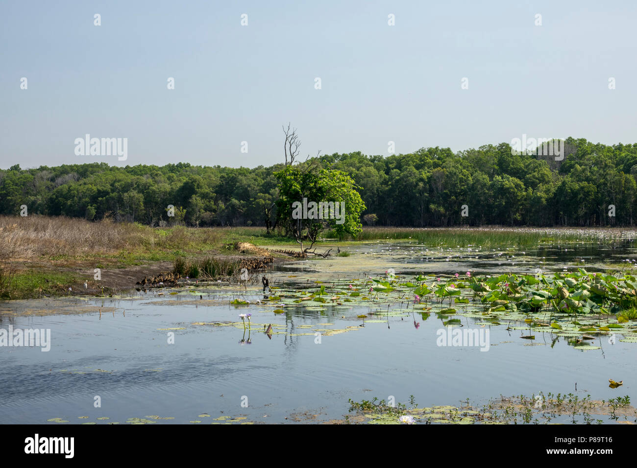 Fogg dam hi-res stock photography and images - Alamy