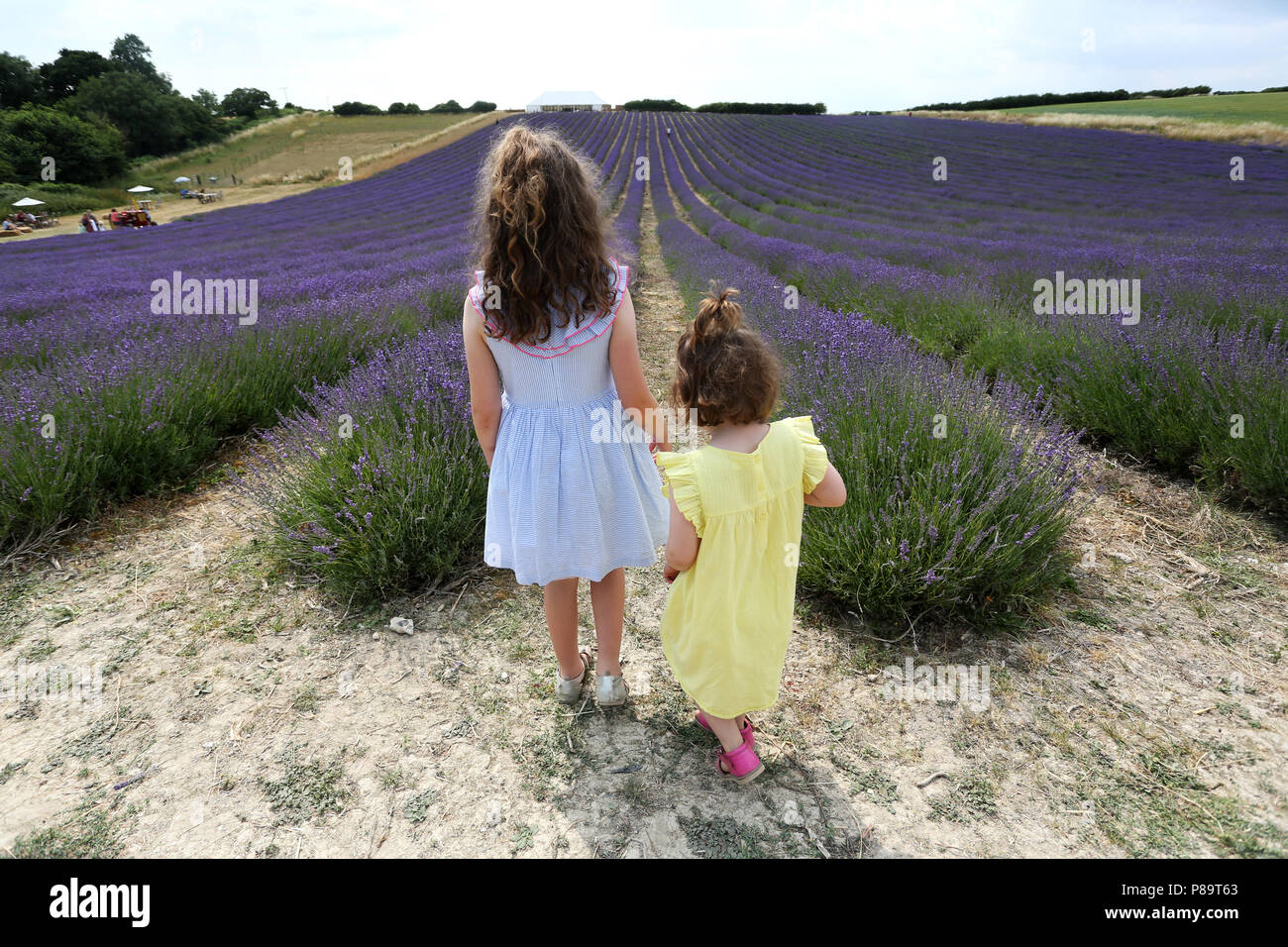General views of the Lordington Lavender Fields in West Sussex, UK ...