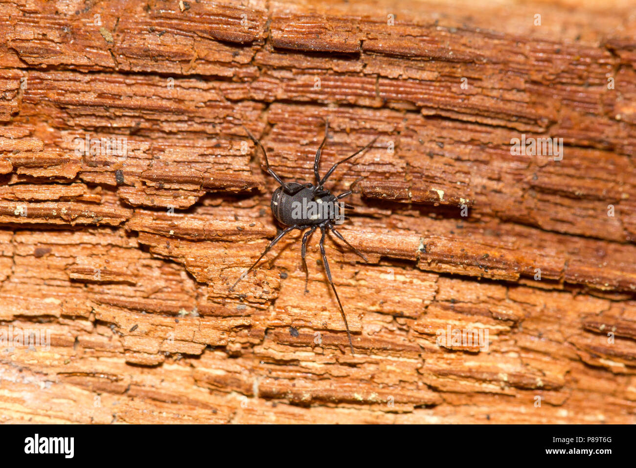 Nemastomatidae hi-res stock photography and images - Alamy