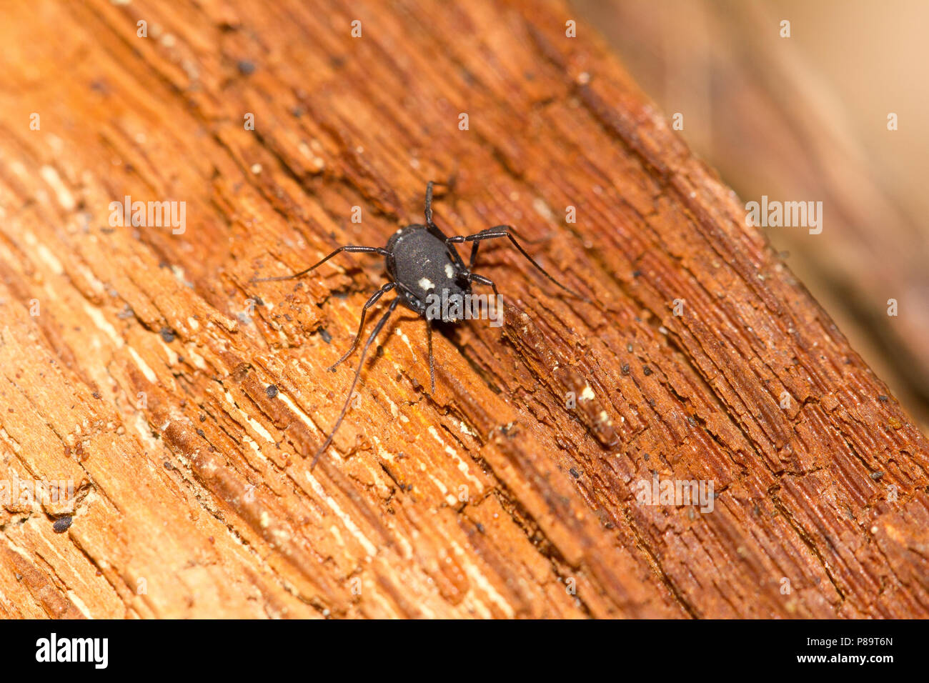 Nemastomatidae hi-res stock photography and images - Alamy