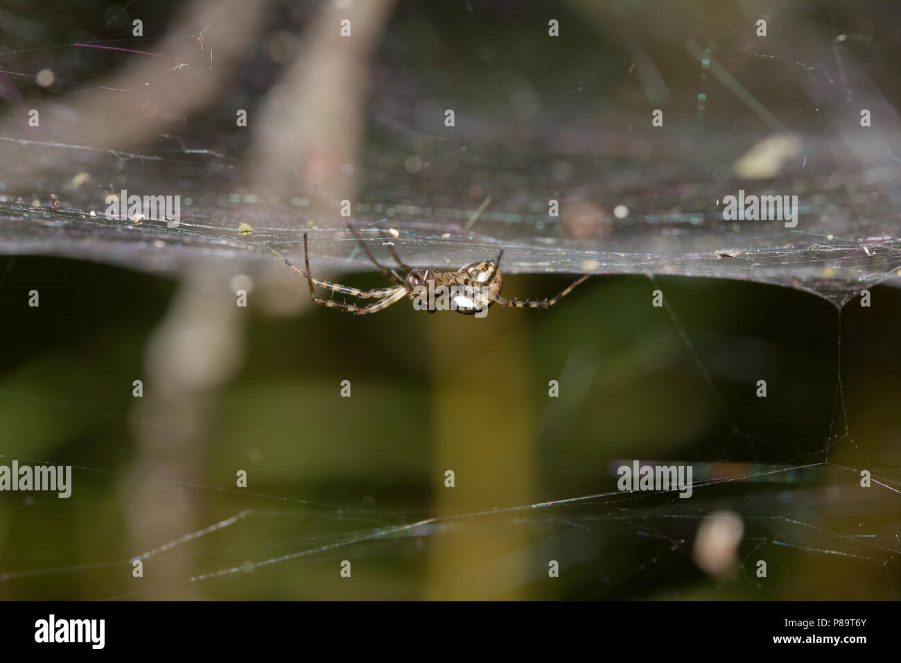 Sheet web spider hi-res stock photography and images - Alamy