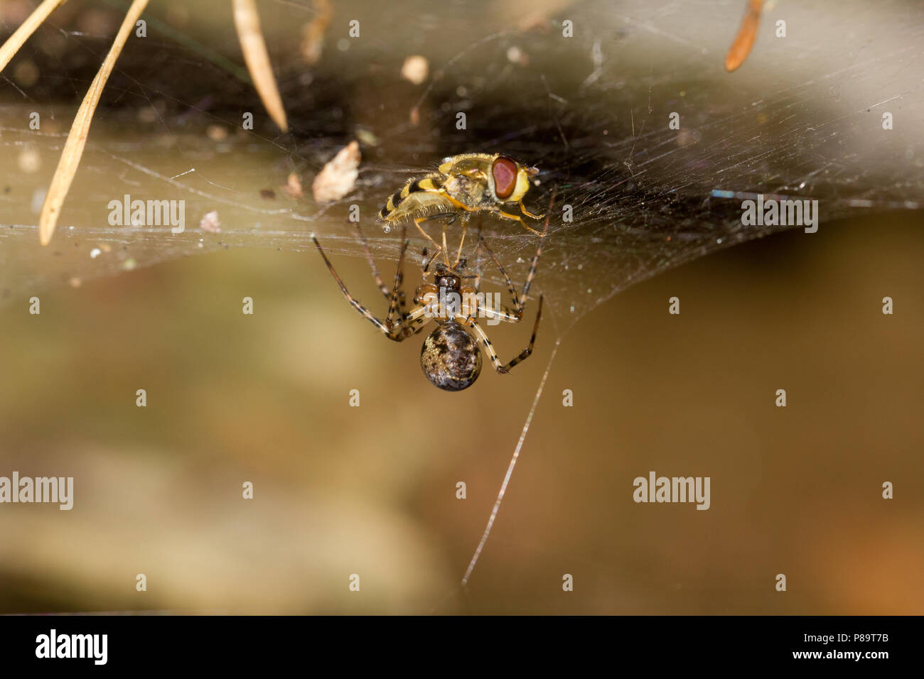 Sheet web spider hi-res stock photography and images - Alamy