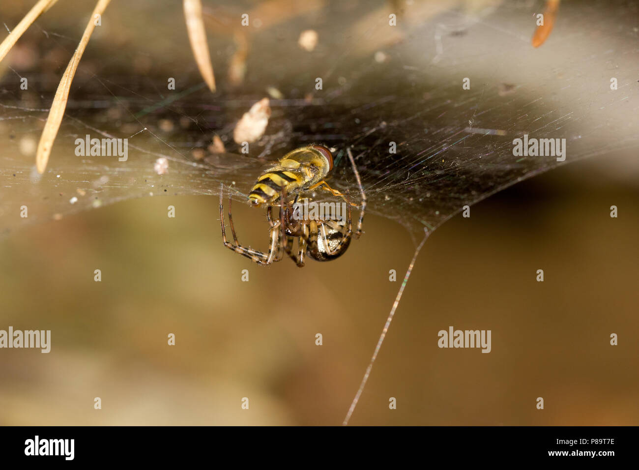 Sheet web spider hi-res stock photography and images - Alamy