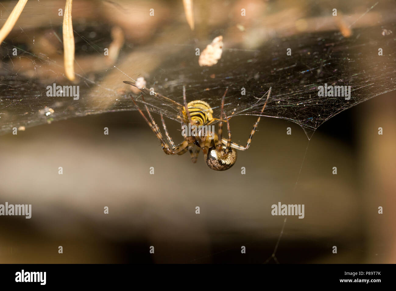 Sheetweb hi-res stock photography and images - Alamy