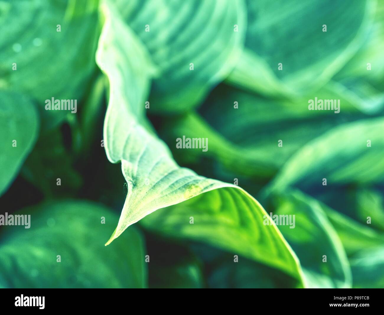 Hostas are herbaceous perennial plants growing from rhizomes or stolons ...