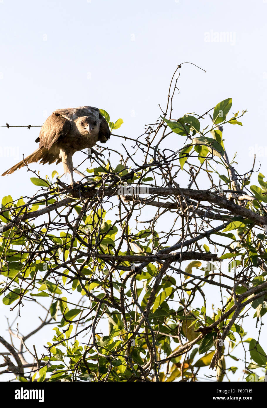 Whistling kite australia hi-res stock photography and images - Alamy