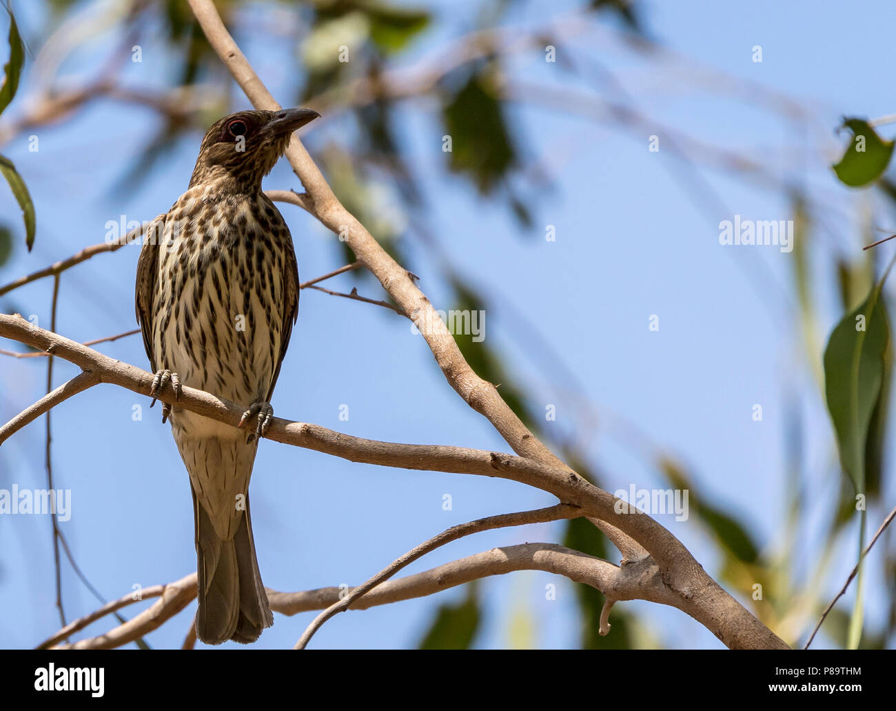 Female australasian figbird hi-res stock photography and images - Alamy