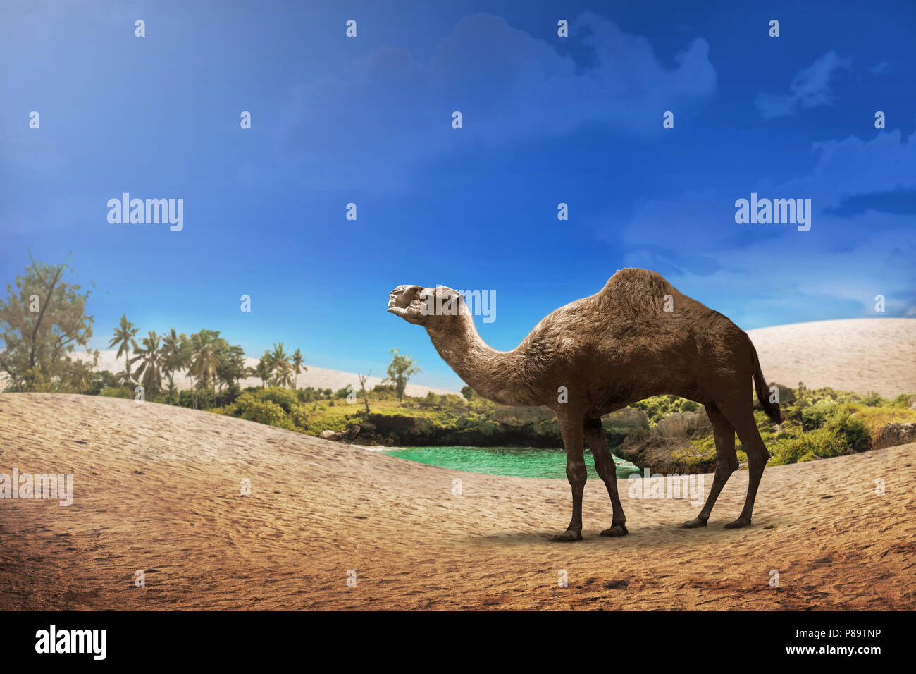 The camel walking on the desert at day Stock Photo - Alamy