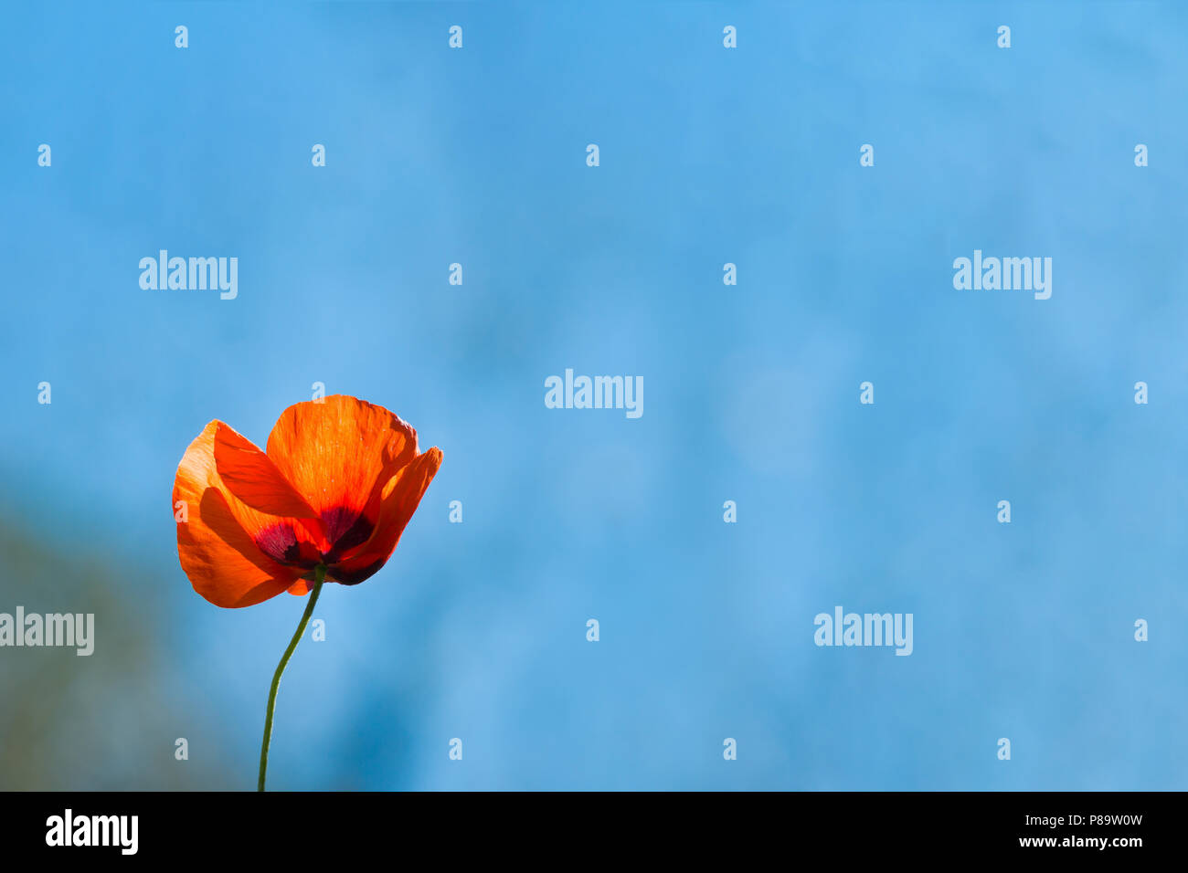 Single Poppy Flower against Vibrant Blue Sky, Background Stock Photo ...