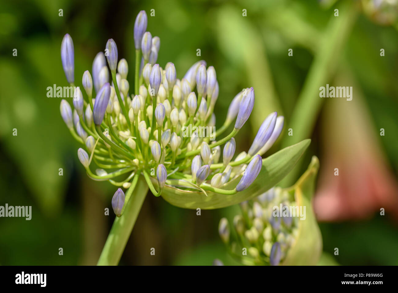 Lily of the Nile (Agapanthus Stock Photo - Alamy