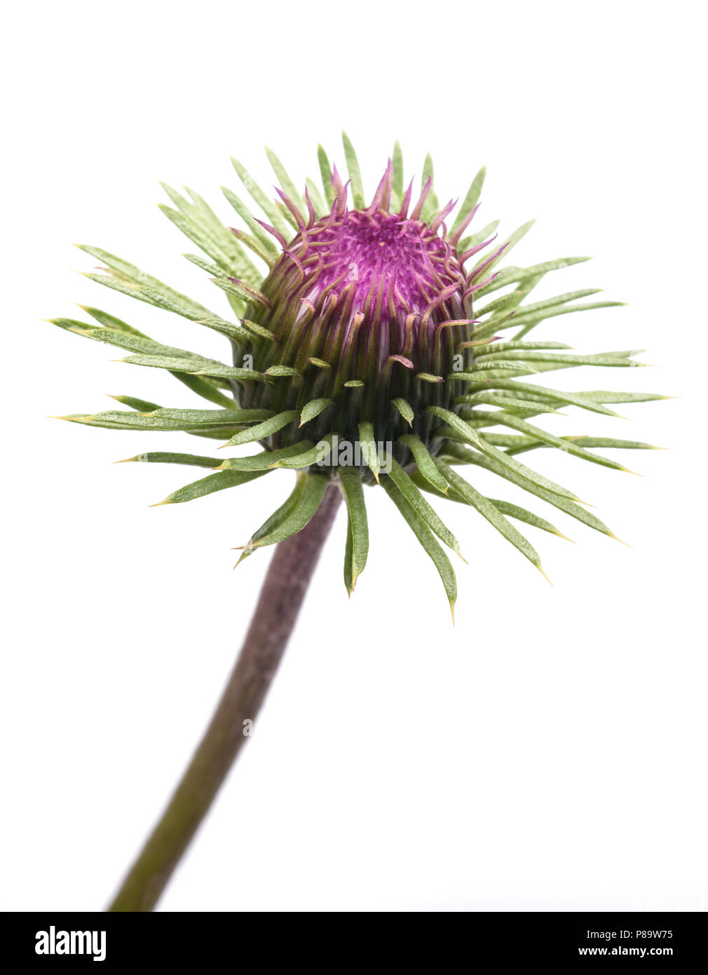 Wild flowers thistle on Cut Out Stock Images & Pictures - Alamy