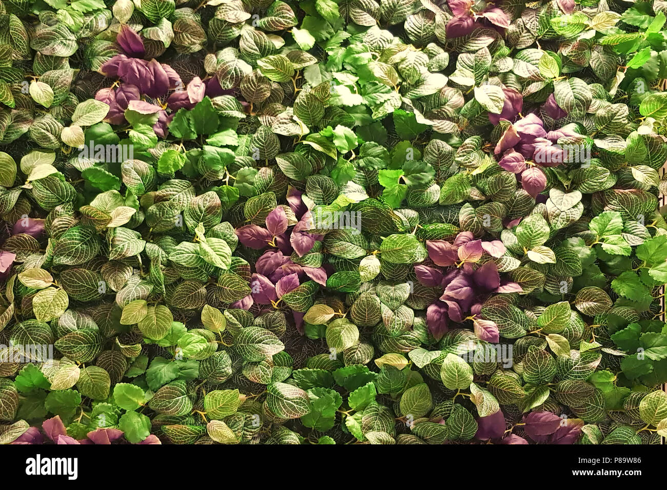 Green leaf wall. Seamless endless pattern Stock Photo - Alamy
