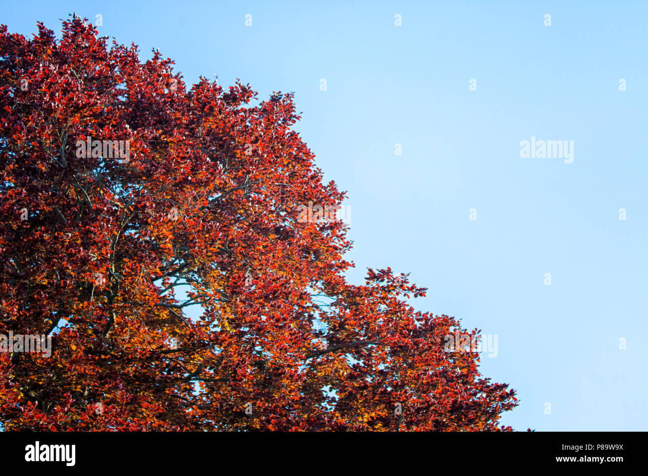 Big tree branch golden hi-res stock photography and images - Alamy