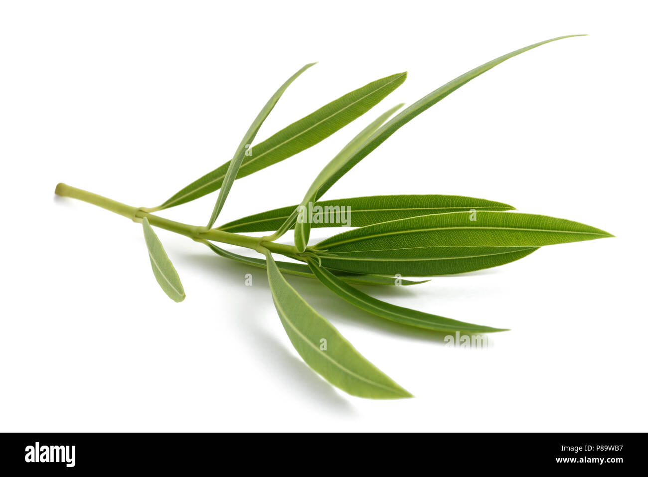 Nerium Oleander Leaf