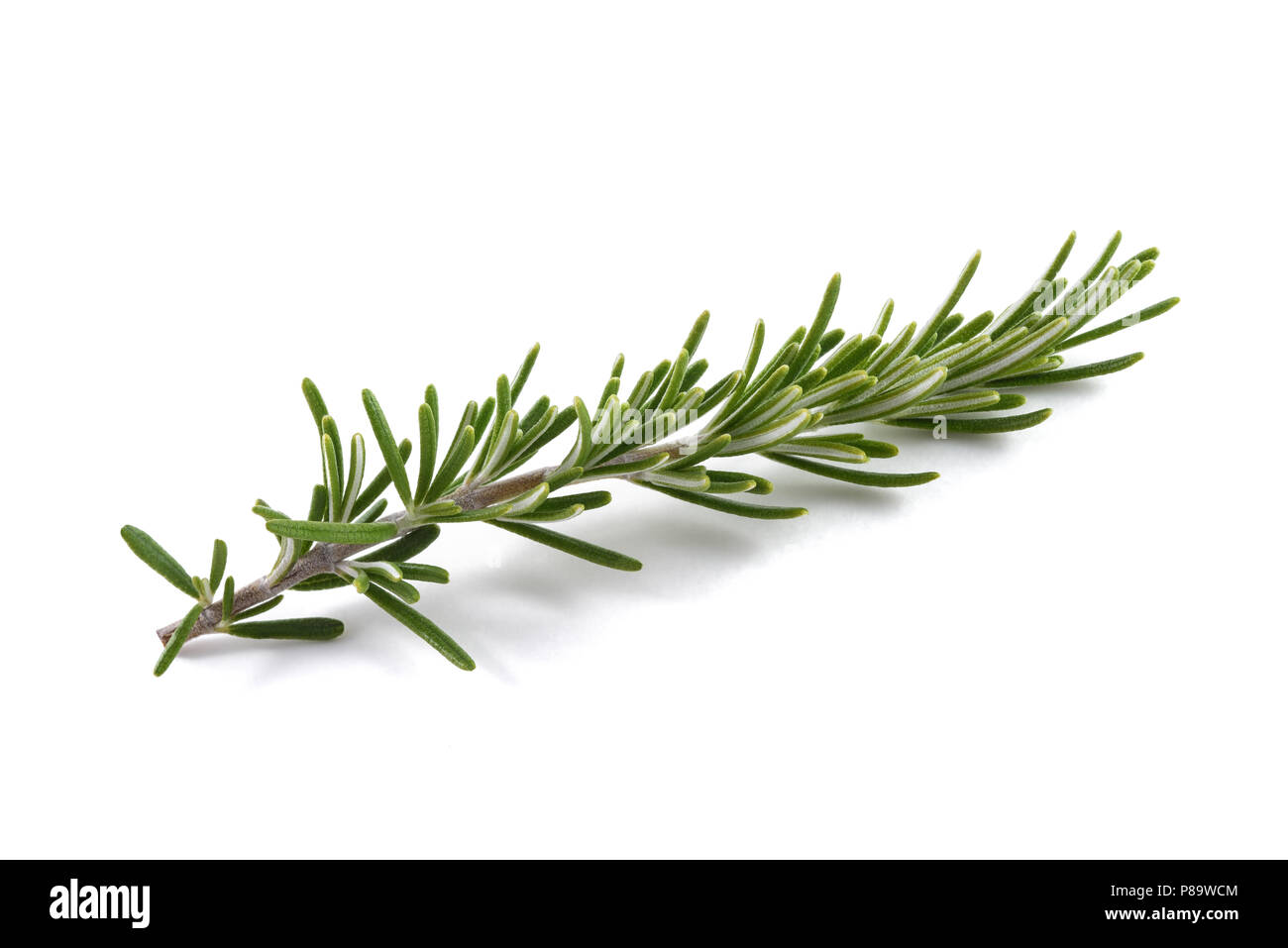 Rosemary sprig rosmarinus officinalis hi-res stock photography and ...