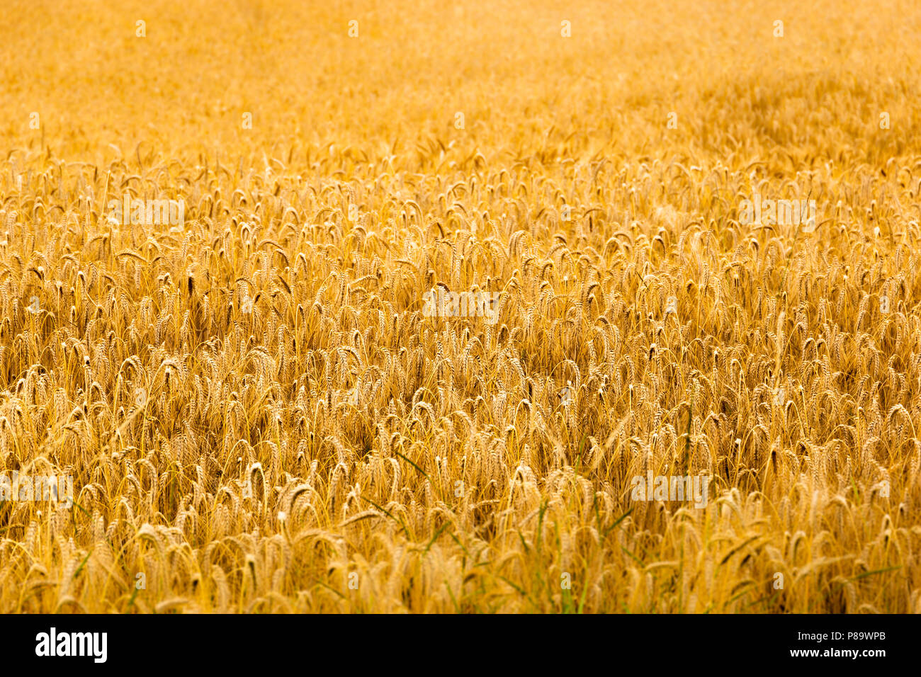 Czech summer produce hi-res stock photography and images - Alamy