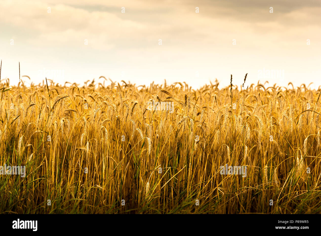 Czech summer produce hi-res stock photography and images - Alamy