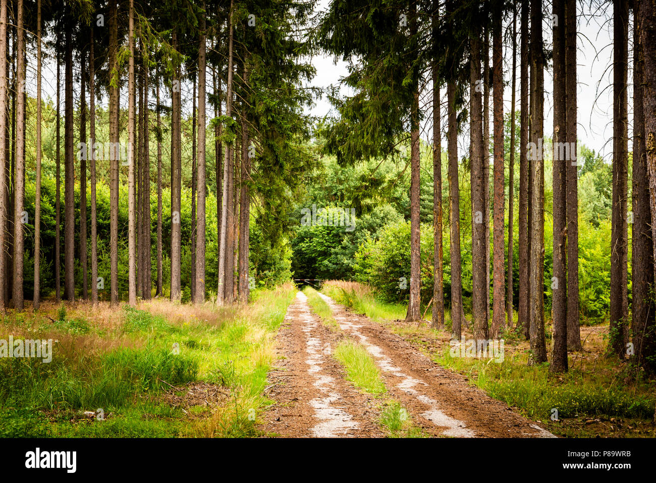 Road in bohemian forest. Czech Republic Stock Photo - Alamy