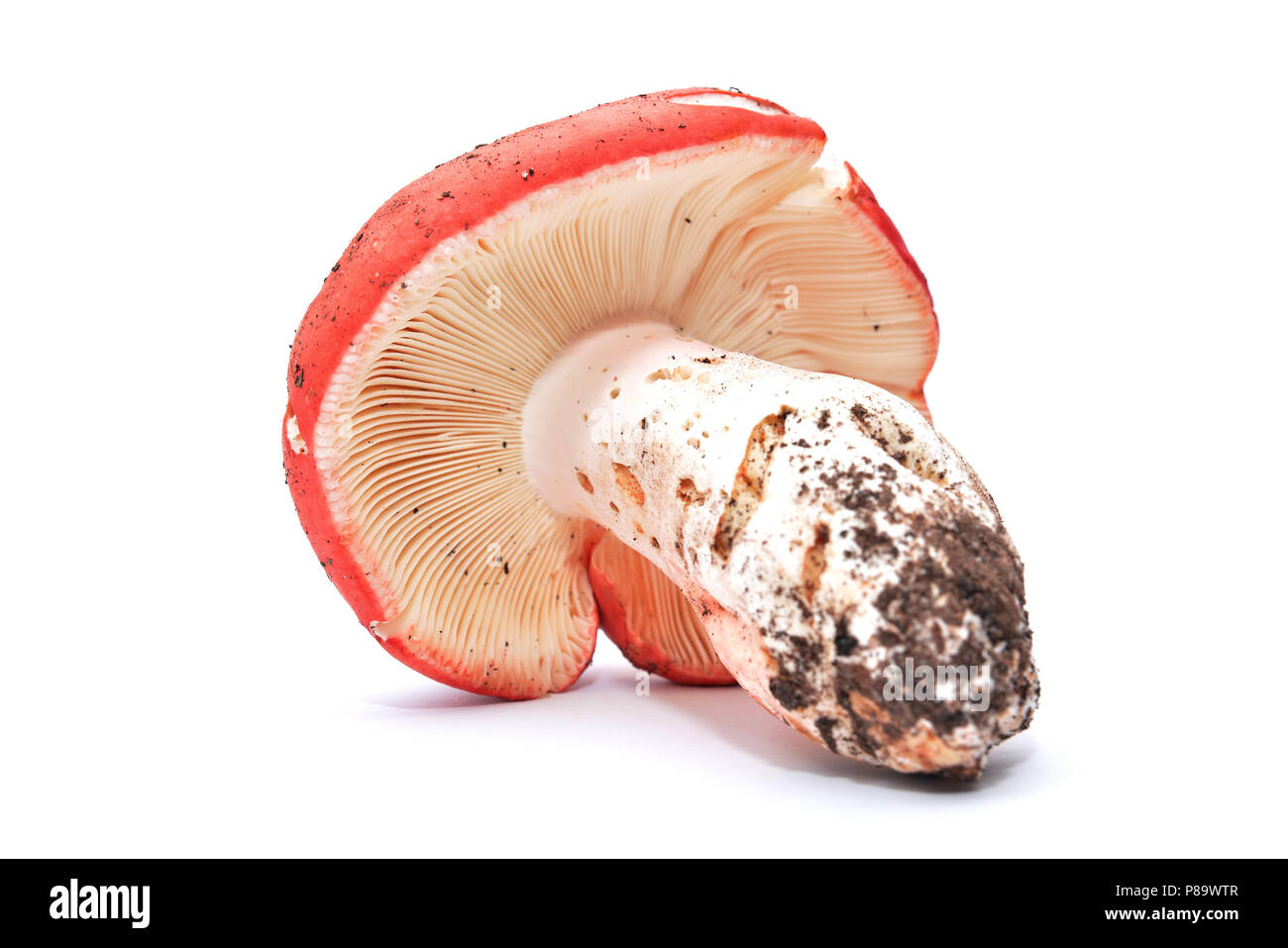 a red russula mushroom isolated on white Stock Photo - Alamy