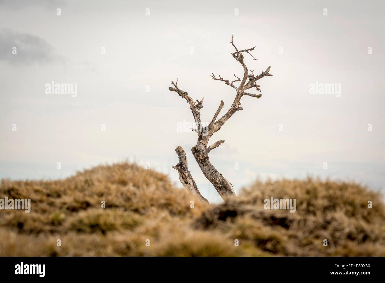 Branches of a dead tree above grass in Auvergne, France Stock Photo - Alamy