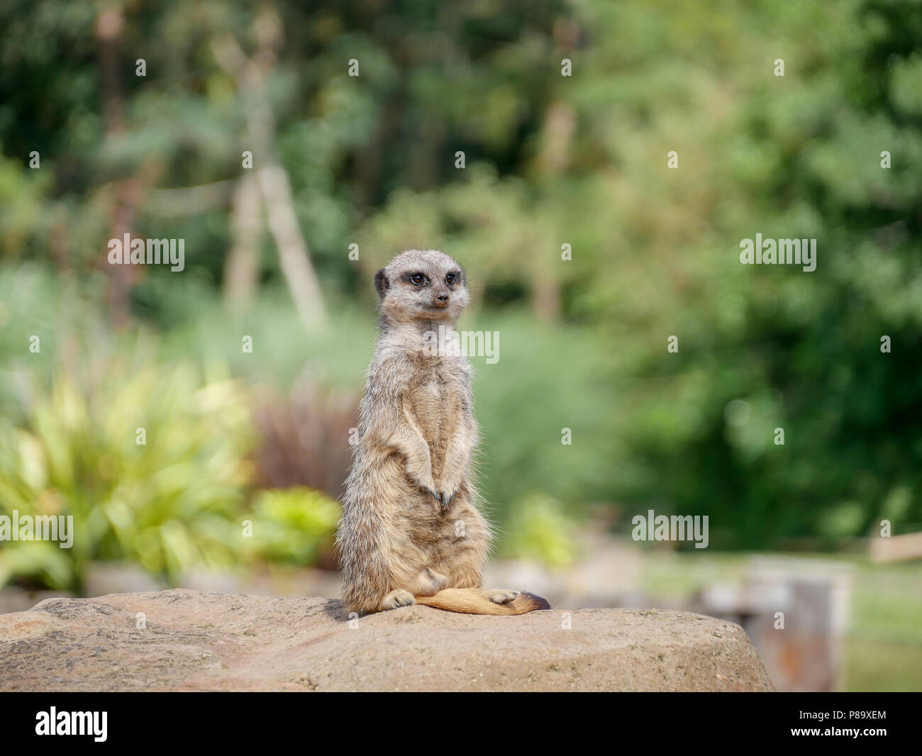 Yorkshire Wildlife Park in the UK on a summers day. Family attraction ...