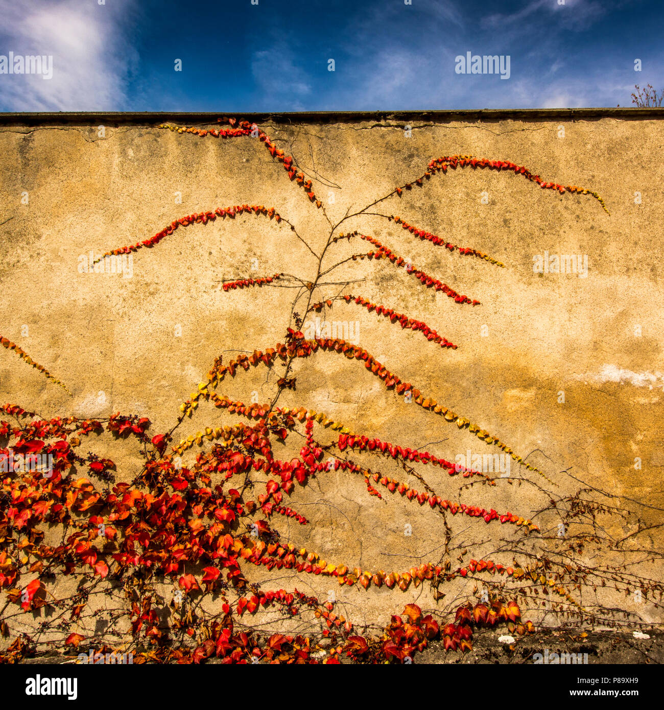 Creeping plant wall hi-res stock photography and images - Alamy