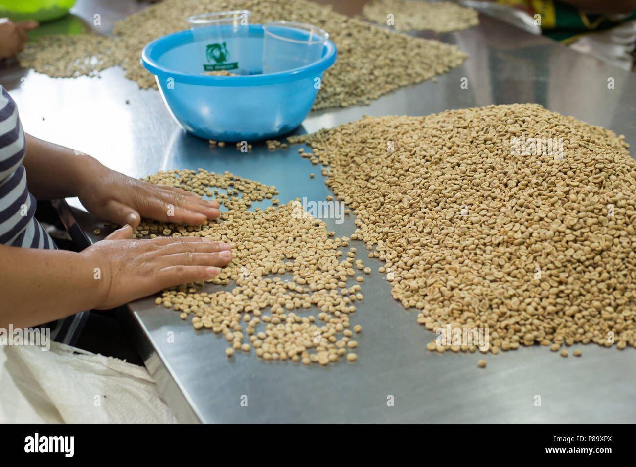 Hand sorting coffee beans hi-res stock photography and images - Alamy