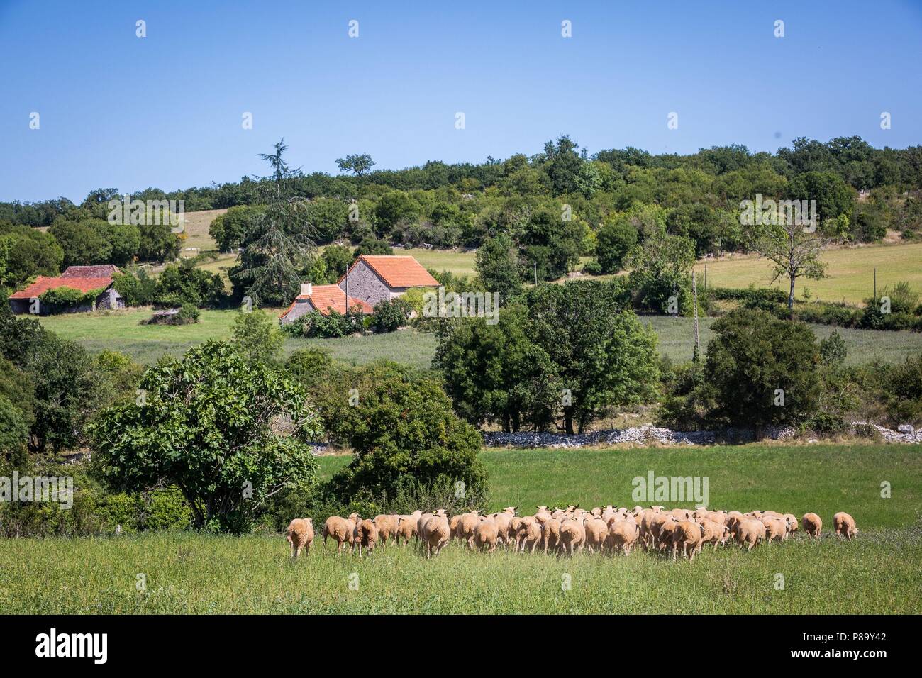 Sheep france lot hi-res stock photography and images - Alamy