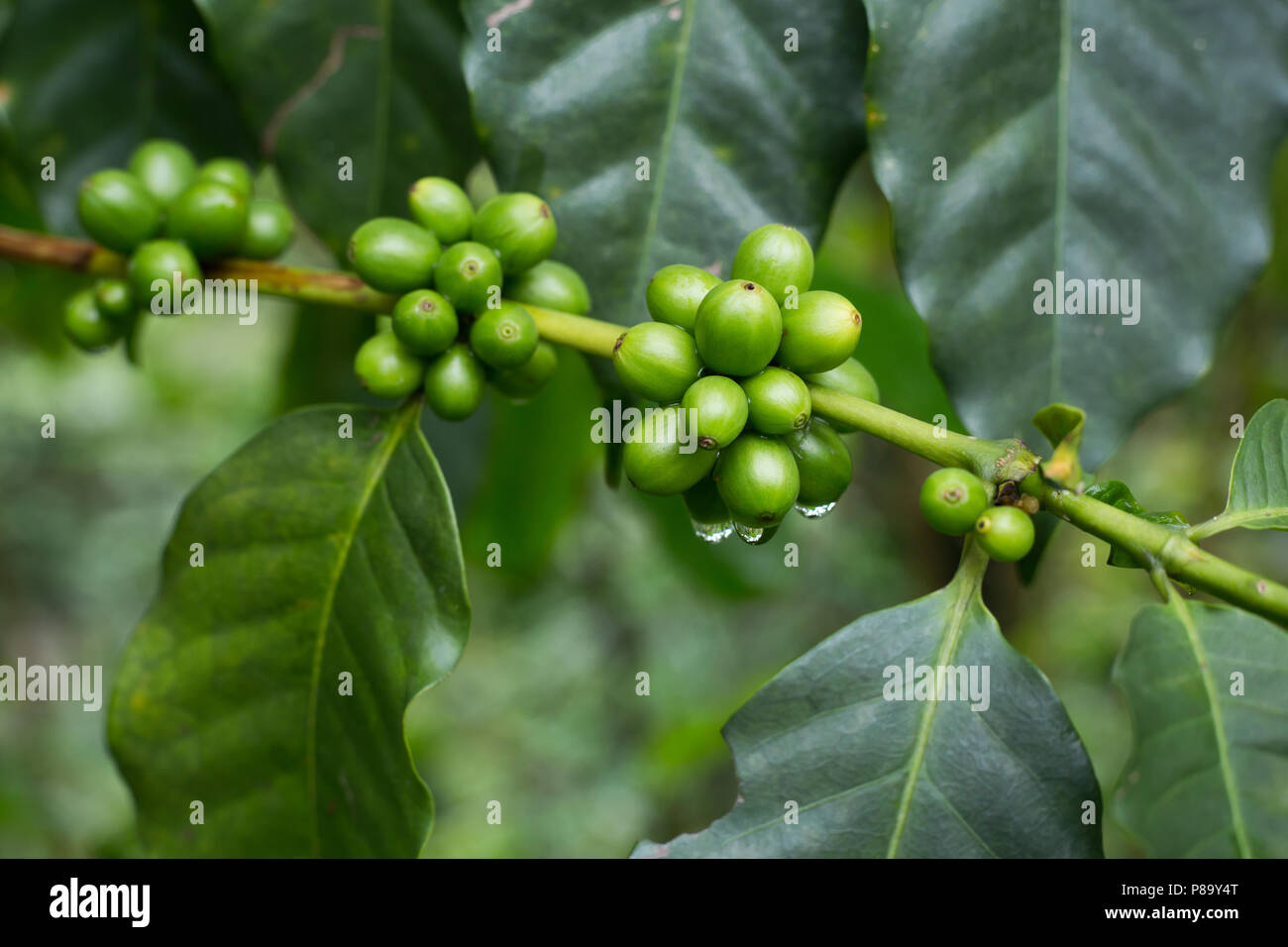 Coffee tree with green coffee beans on the branch Stock Photo - Alamy