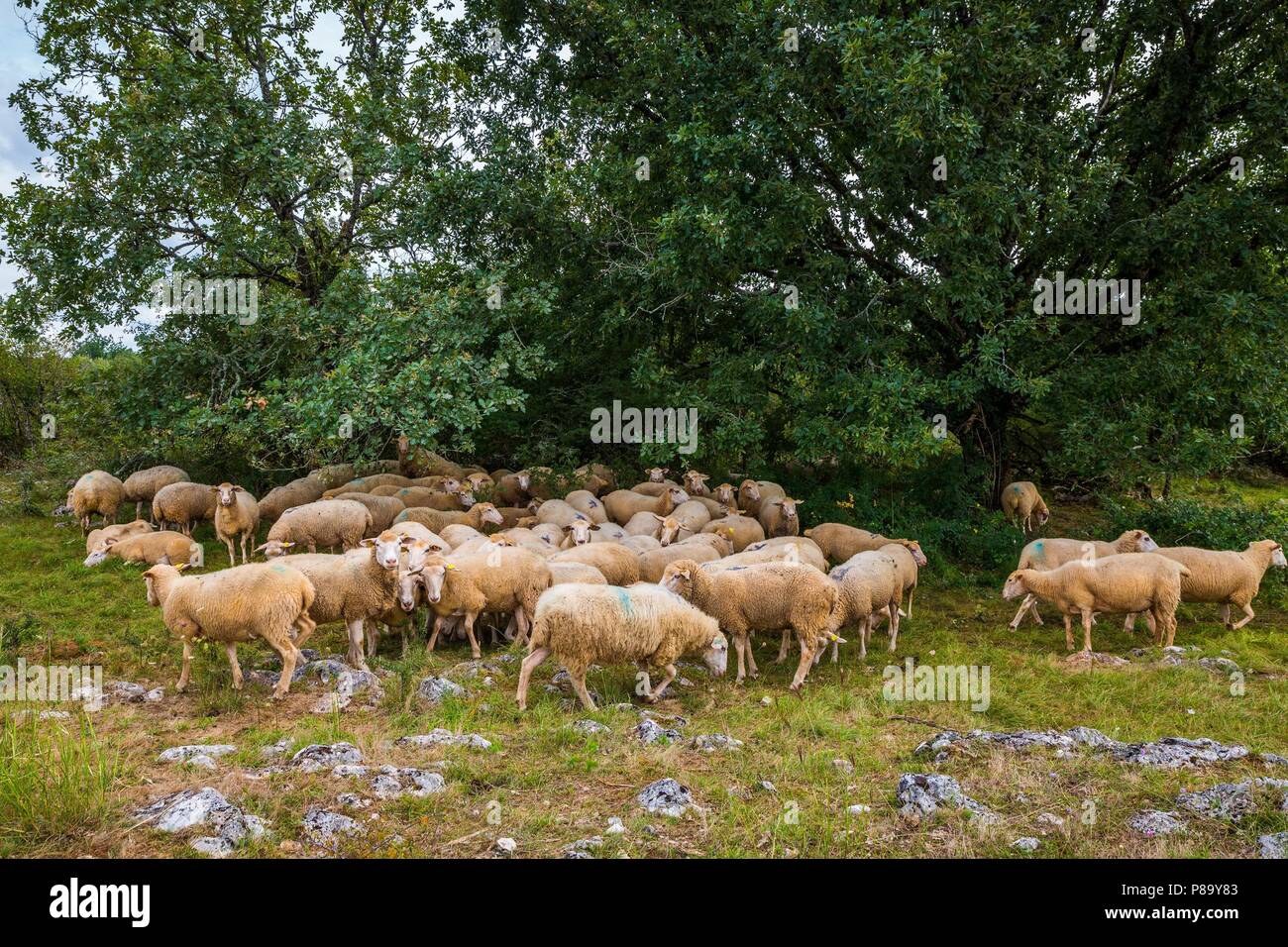 THE LOT (46), OCCITANIE, FRANCE Stock Photo - Alamy
