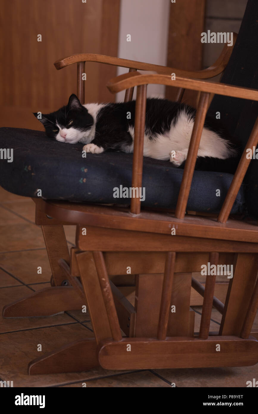 Cat relaxing on chair hi-res stock photography and images - Alamy