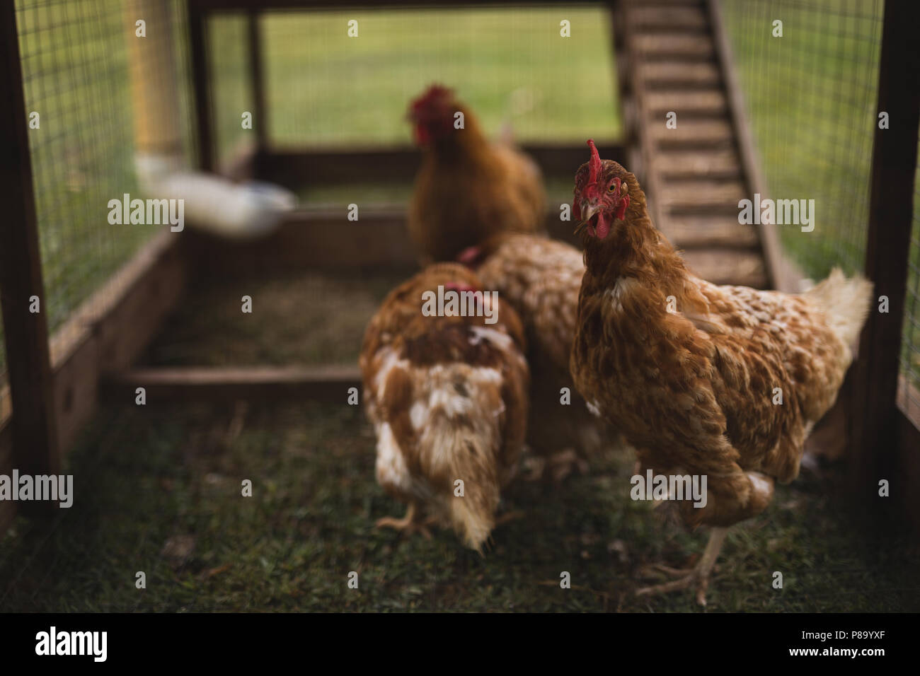 Hen grazing in the pen Stock Photo - Alamy