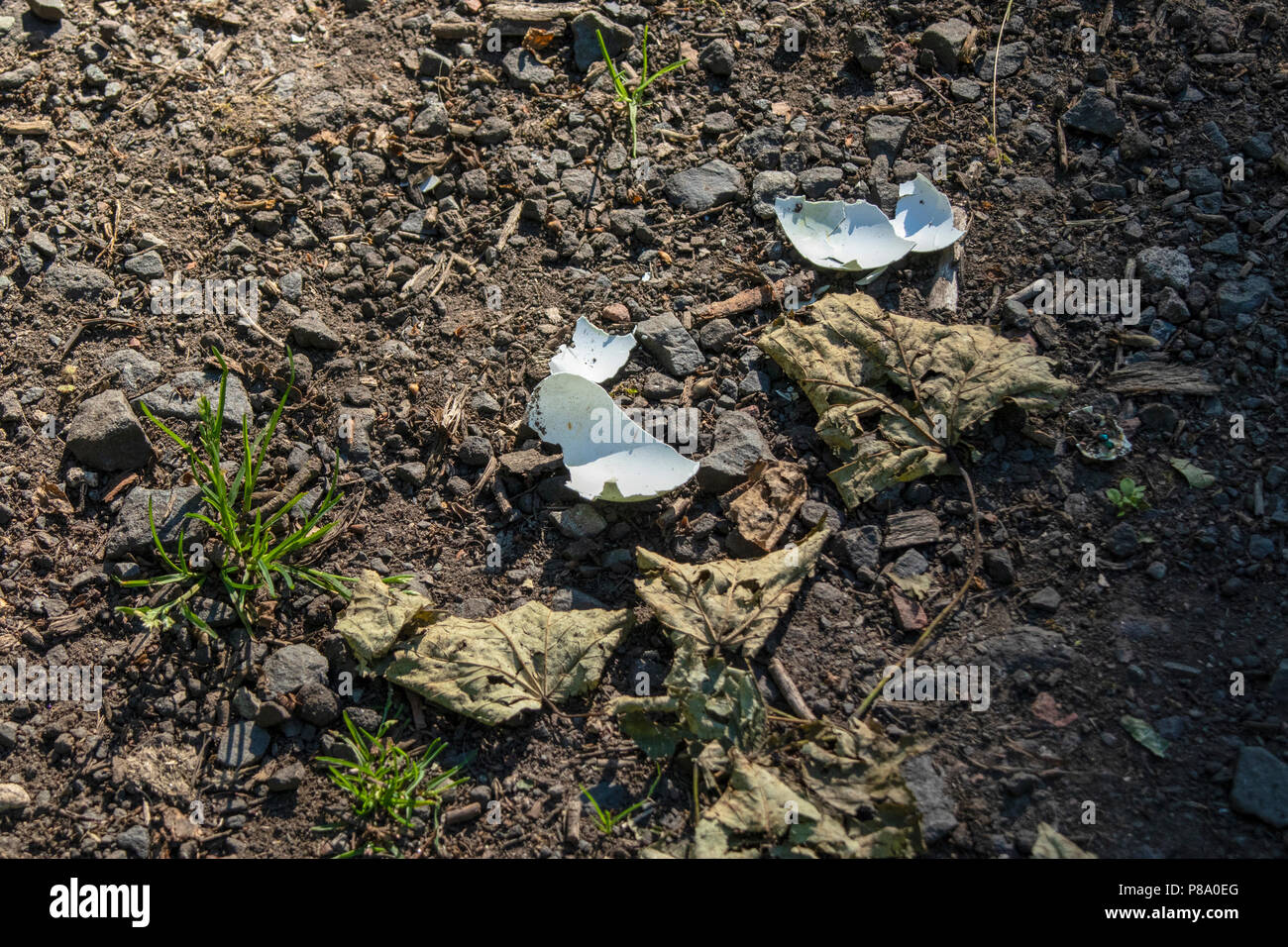 Broken bird's egg shell Stock Photo - Alamy