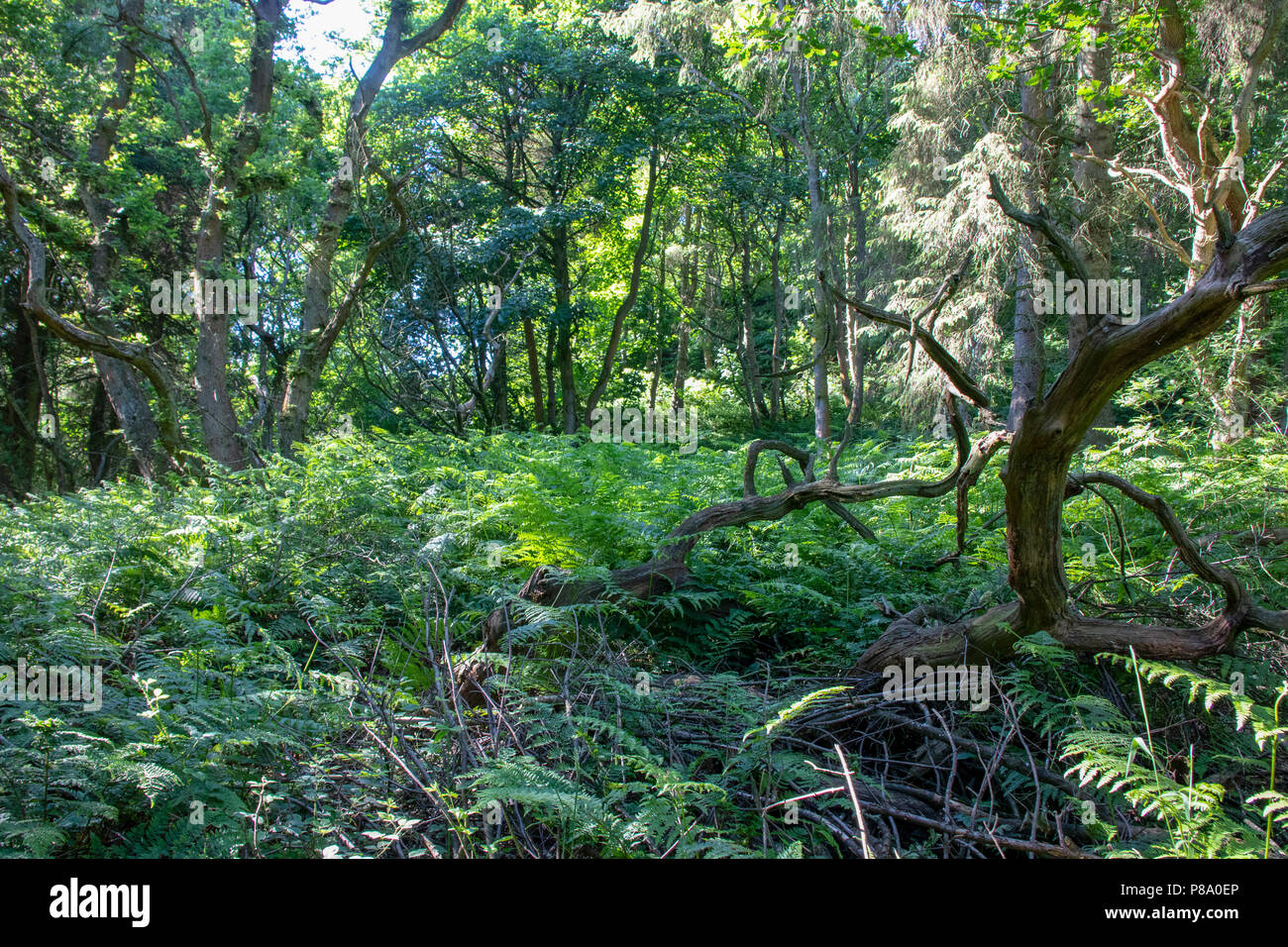 English woodland in summer Stock Photo - Alamy