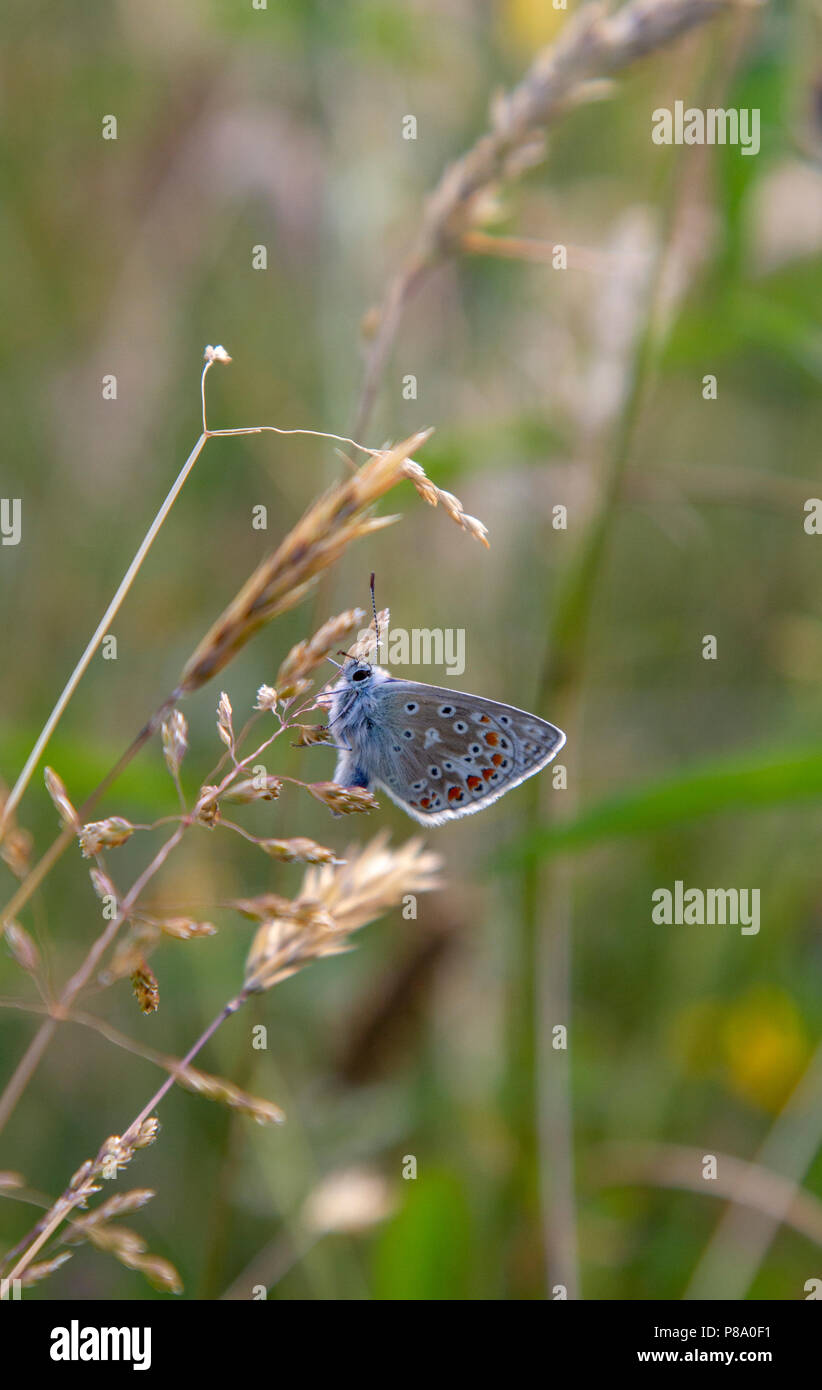 Common blue butterfly Stock Photo - Alamy